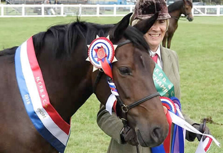 Home Page - New Forest Pony & Cattle Breeding