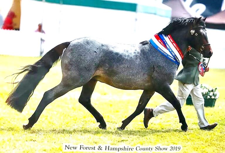 Success at New Forest & Hampshire County Show… - New Forest Pony ...