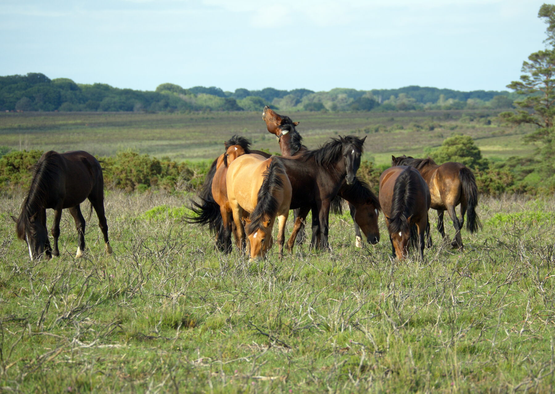 Forestrun Stallions 2020 - New Forest Pony & Cattle Breeding