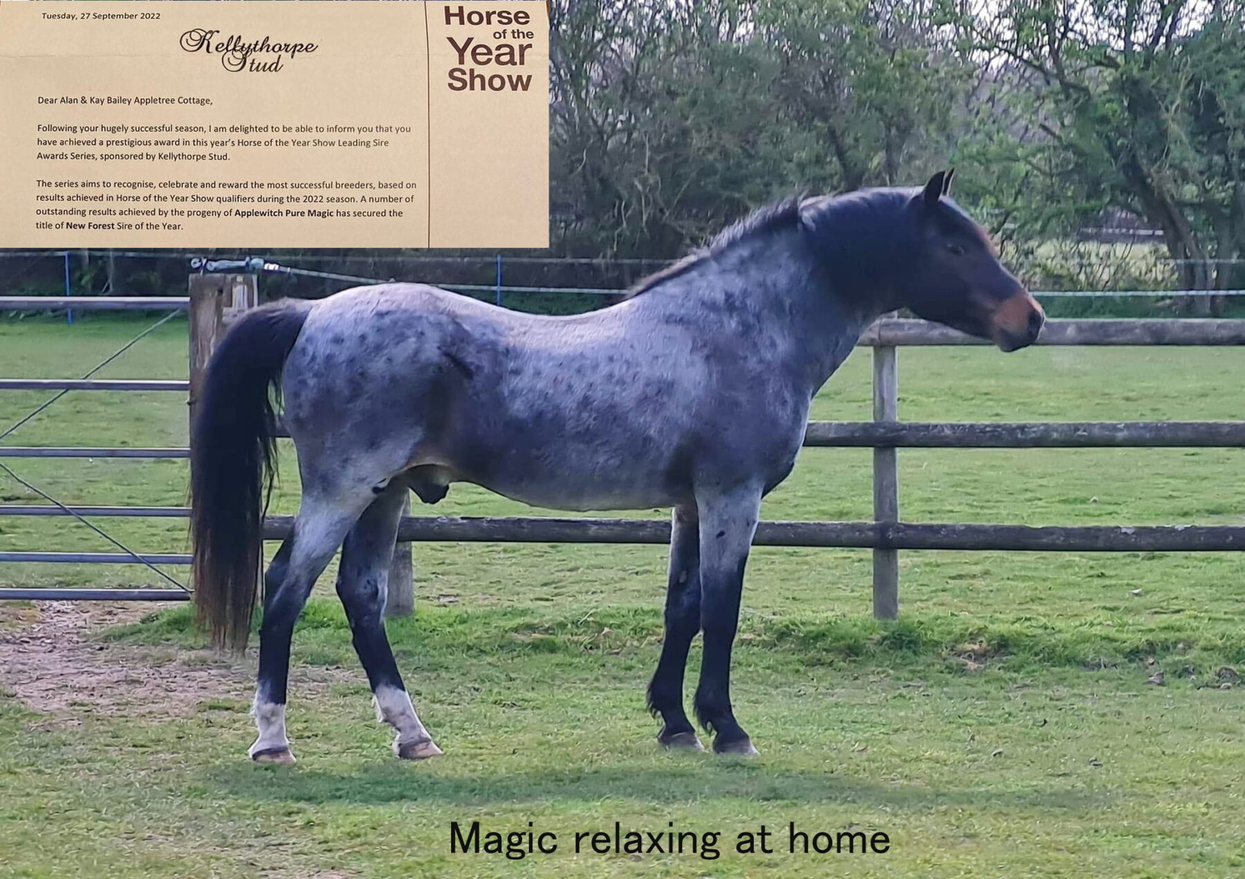 HOYS 2022 - New Forest Pony & Cattle Breeding