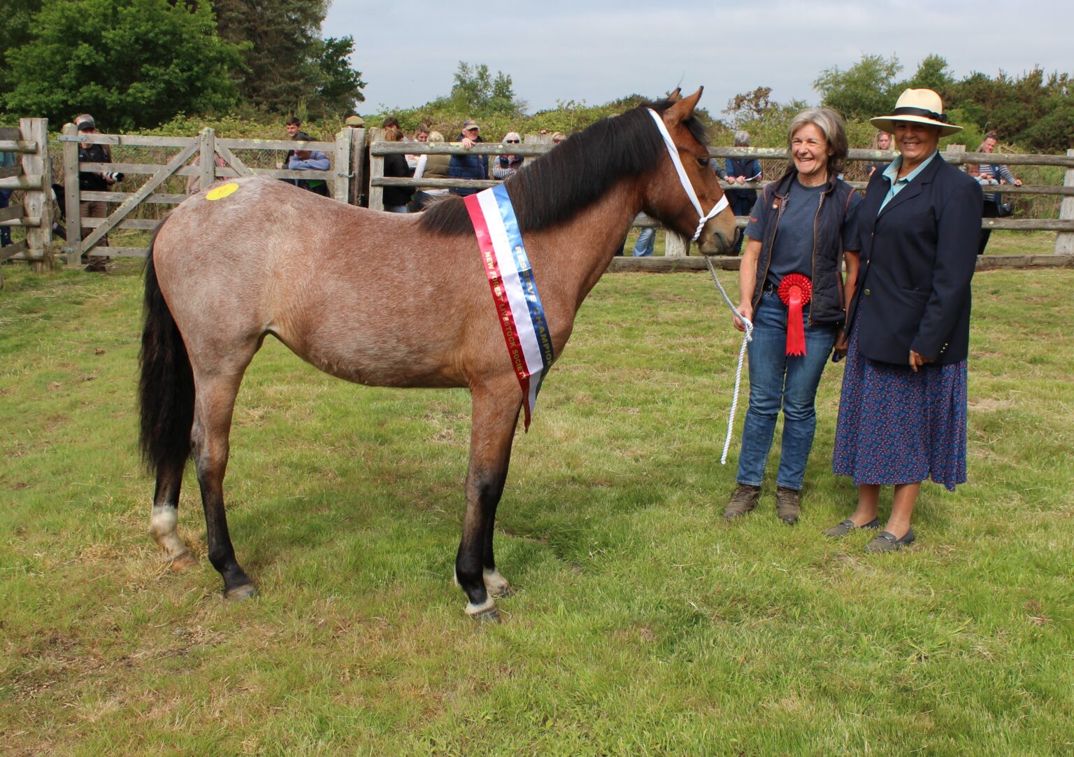 Beaulieu Road Pre Sale Show Results - New Forest Pony & Cattle Breeding