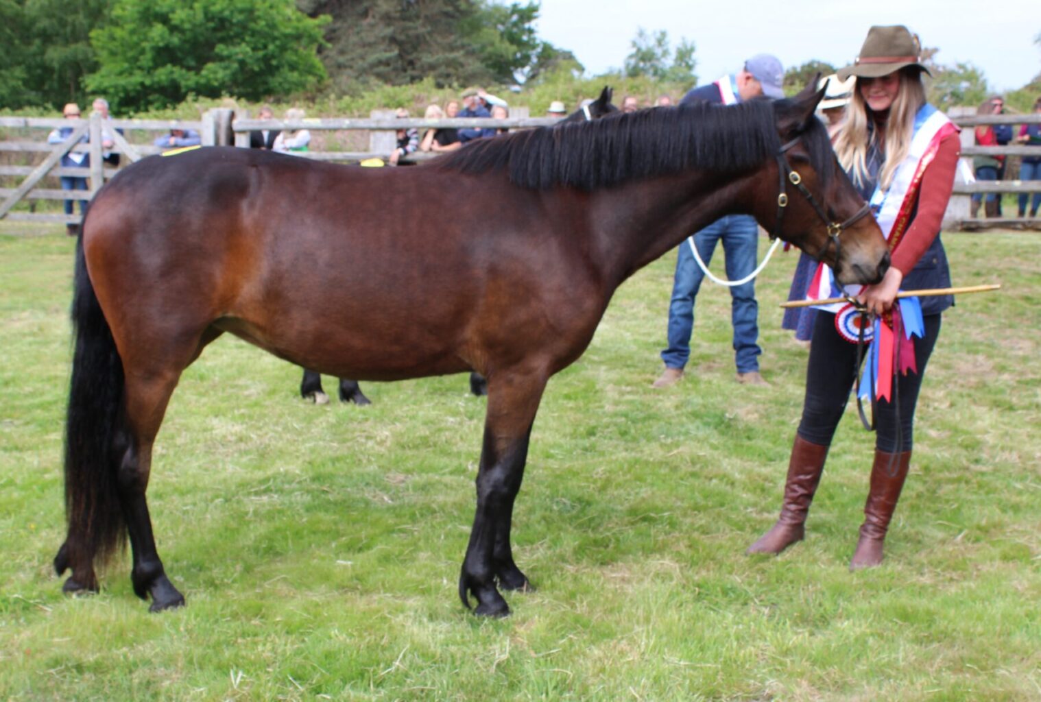 Beaulieu Road Pre Sale Show Results - New Forest Pony & Cattle Breeding