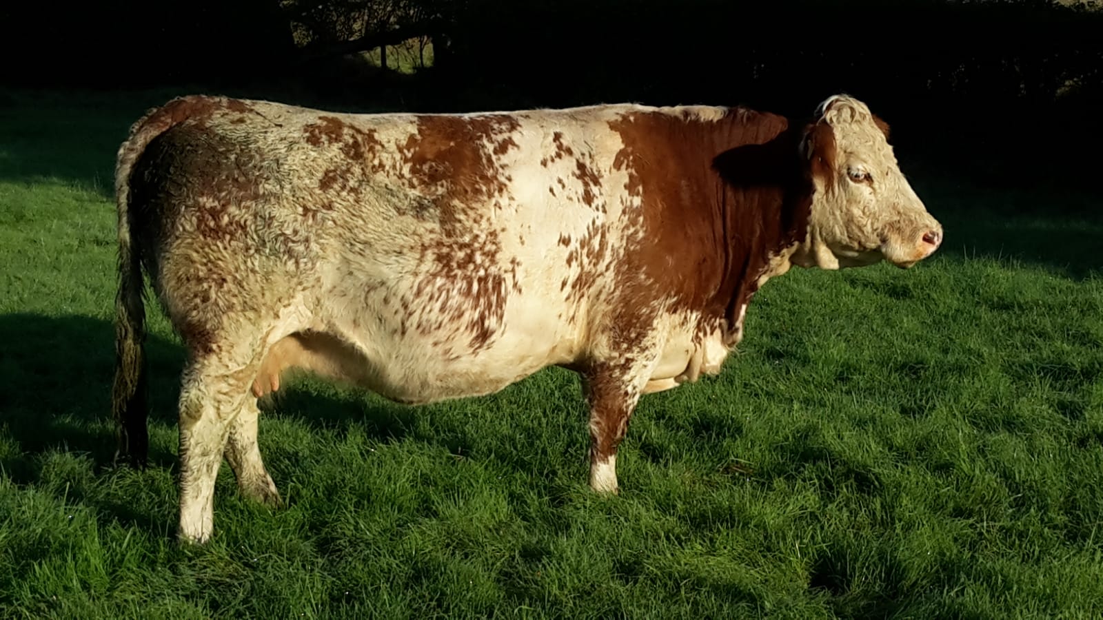 Annual Breed Show 2024 - New Forest Pony & Cattle Breeding