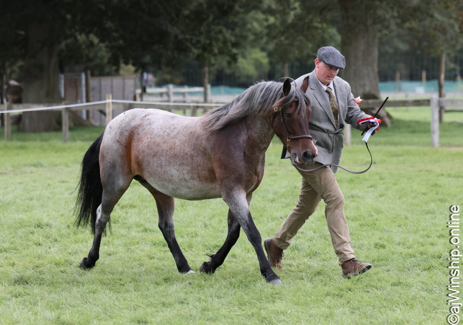 Breed Show Supreme Champion… - New Forest Pony & Cattle Breeding