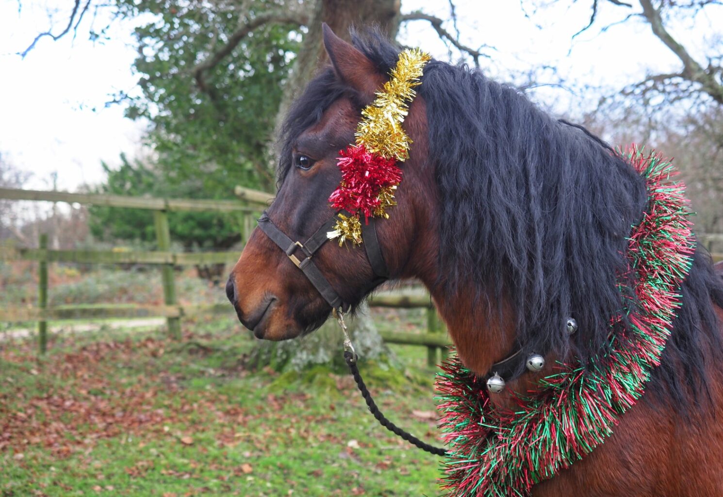 Christmas Greetings - New Forest Pony & Cattle Breeding