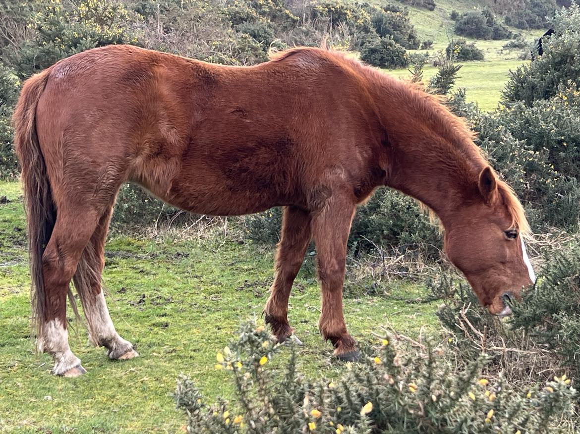 Forest Fed 2024 Results - New Forest Pony & Cattle Breeding