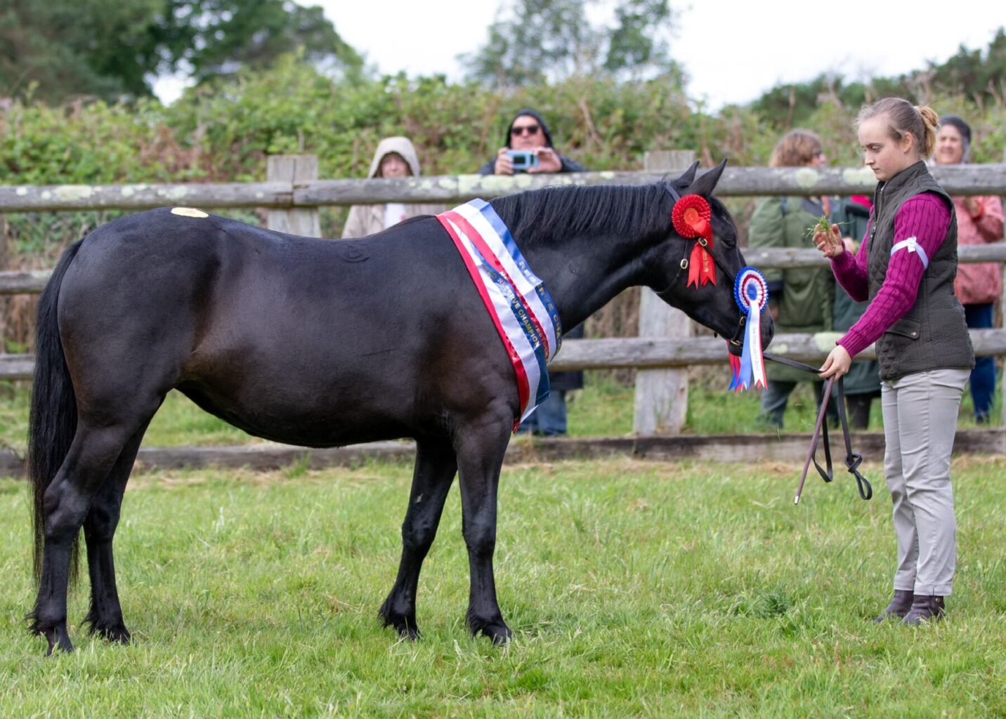 Beaulieu Pre Sale Youngstock Show Results - New Forest Pony & Cattle ...