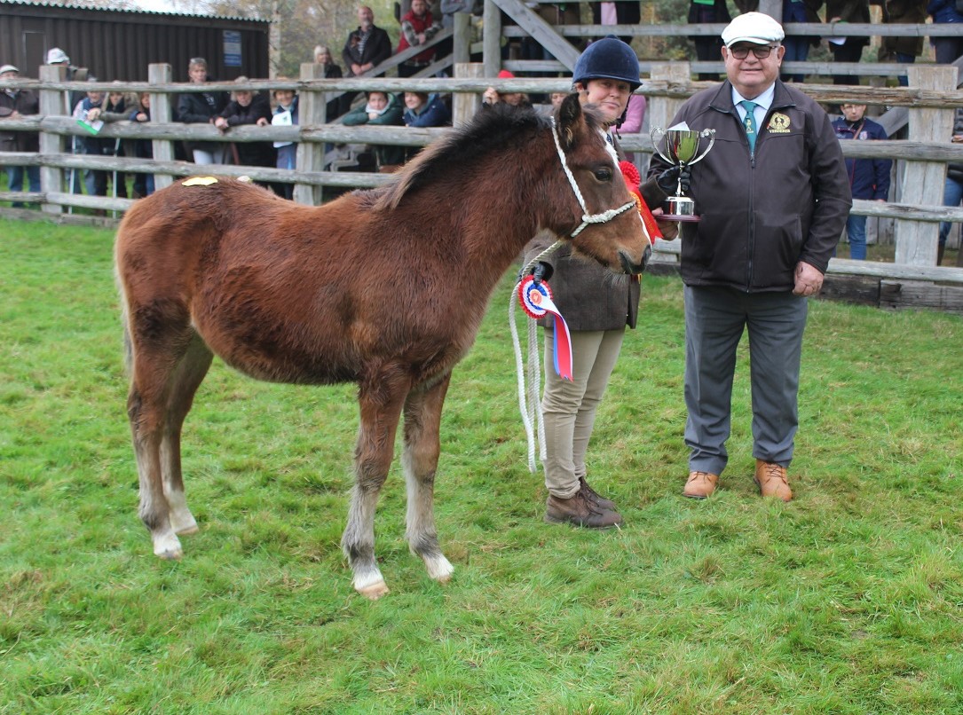 Beaulieu Rd Presales foal show results - New Forest Pony & Cattle Breeding