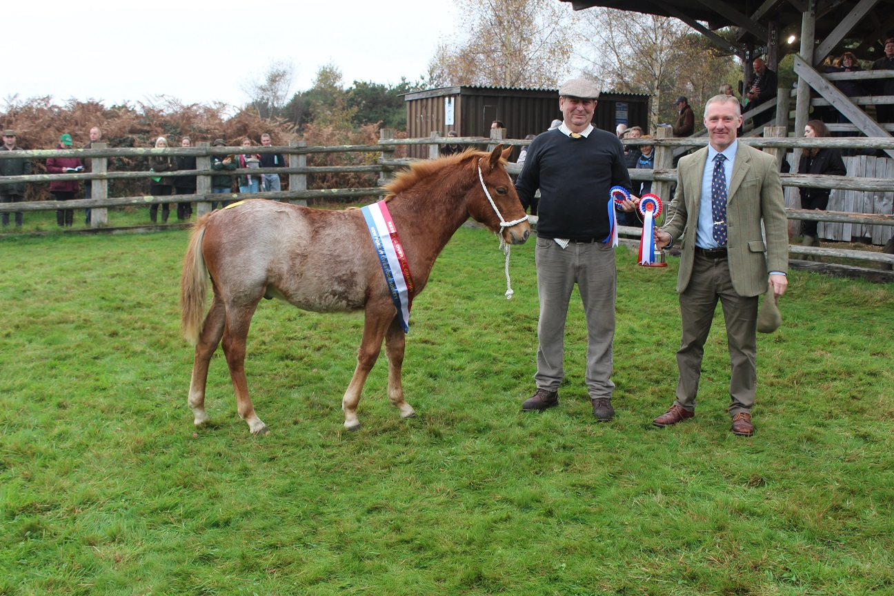 Beaulieu Rd Presales foal show results - New Forest Pony & Cattle Breeding