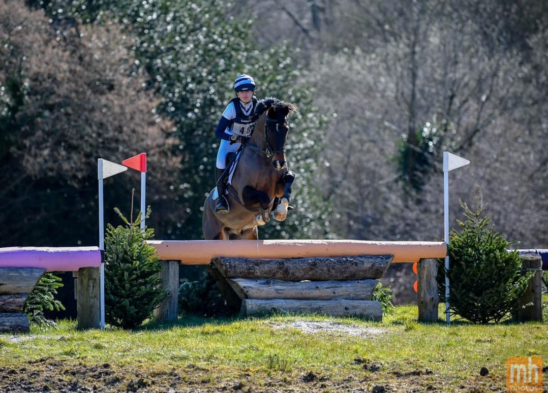 Home Page - New Forest Pony & Cattle Breeding