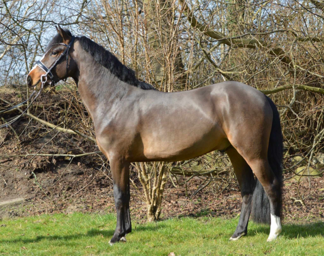 Home Page - New Forest Pony & Cattle Breeding