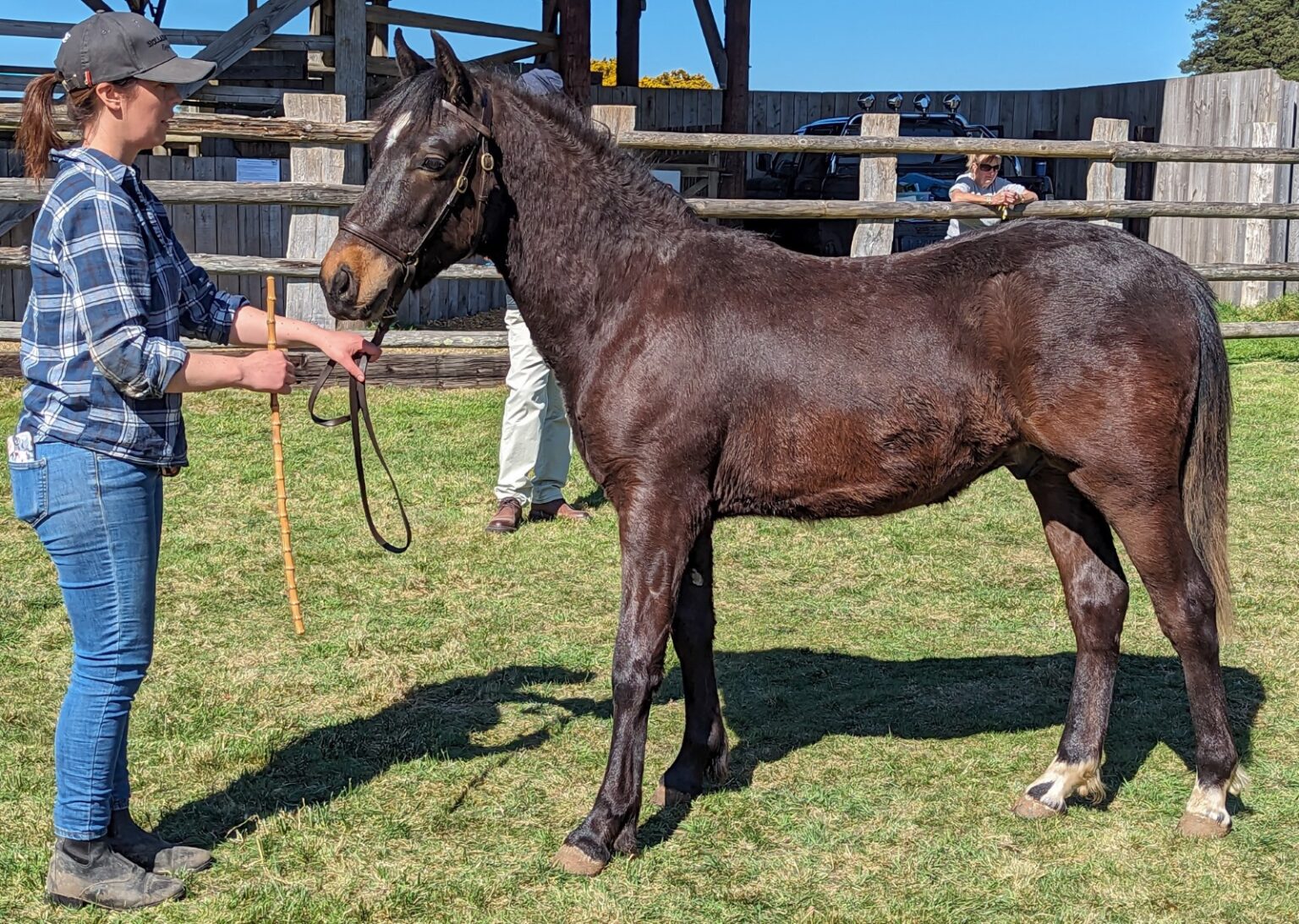 Top Colt at the Spring Futurity Yearling Assessment... - New Forest ...