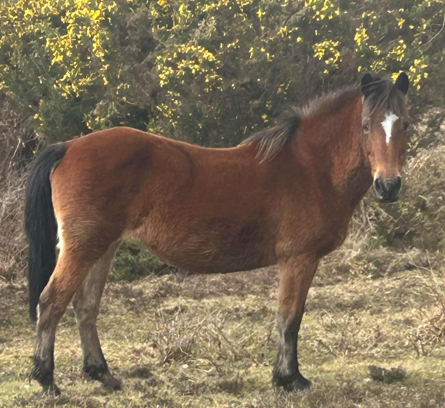 Congratulations to Richard & John Stride whose Rushmoor Shona was ...