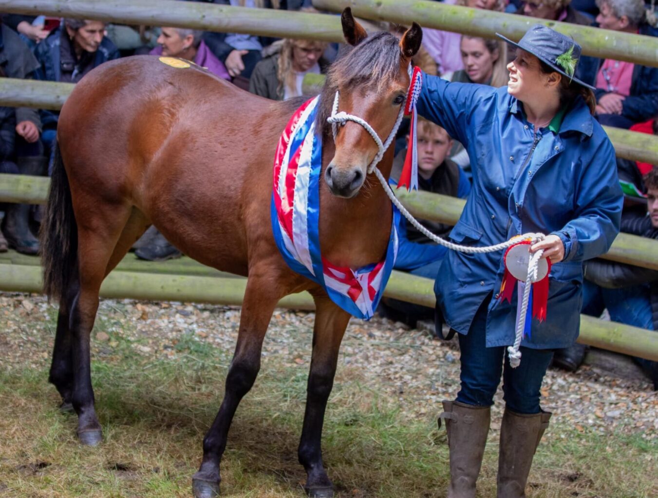 New Forest Livestock Society Pre-Sale Youngstock Show at Beaulieu Road ...