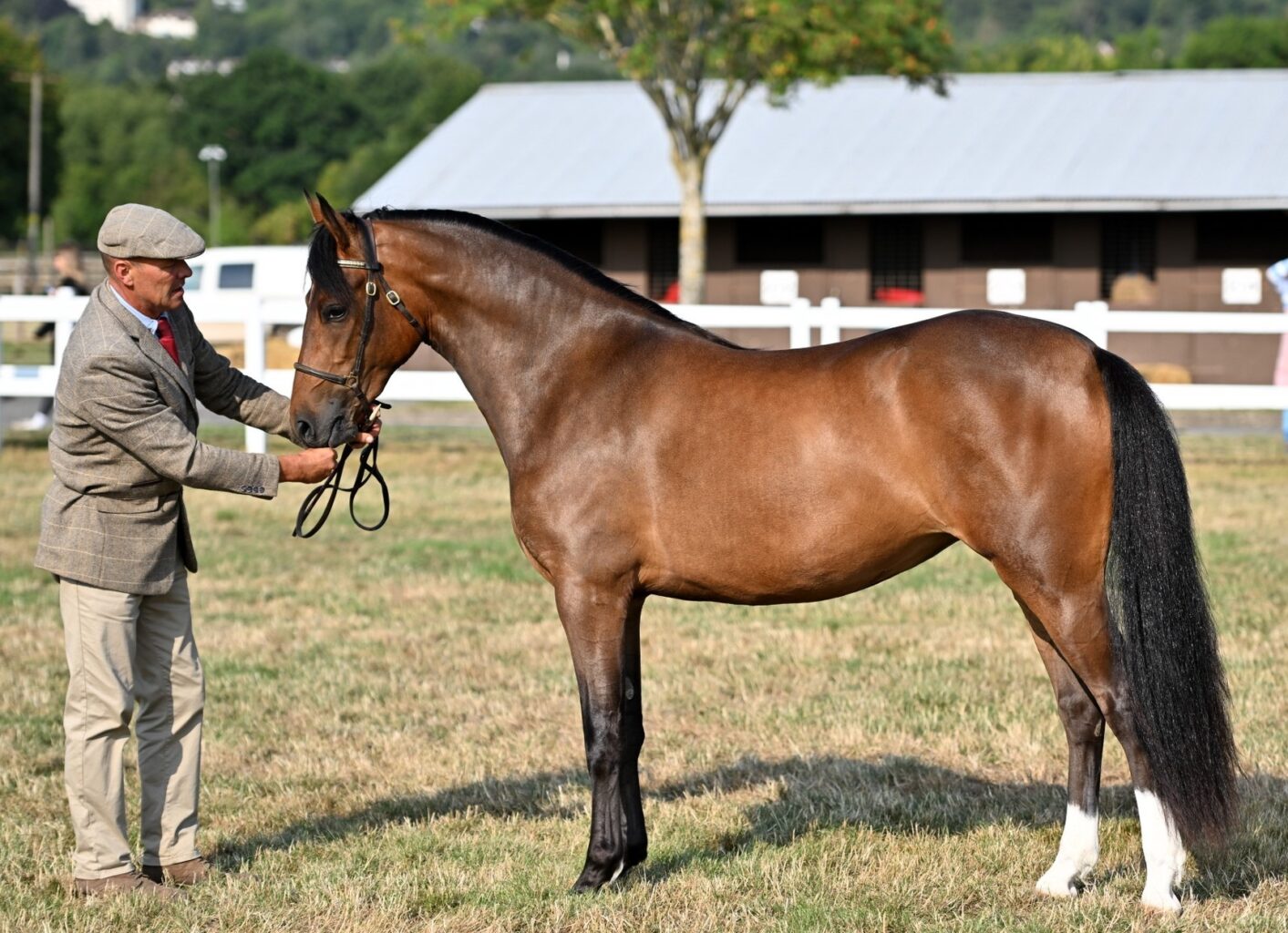 NPS Summer Championships (Elite Show)... - New Forest Pony & Cattle ...
