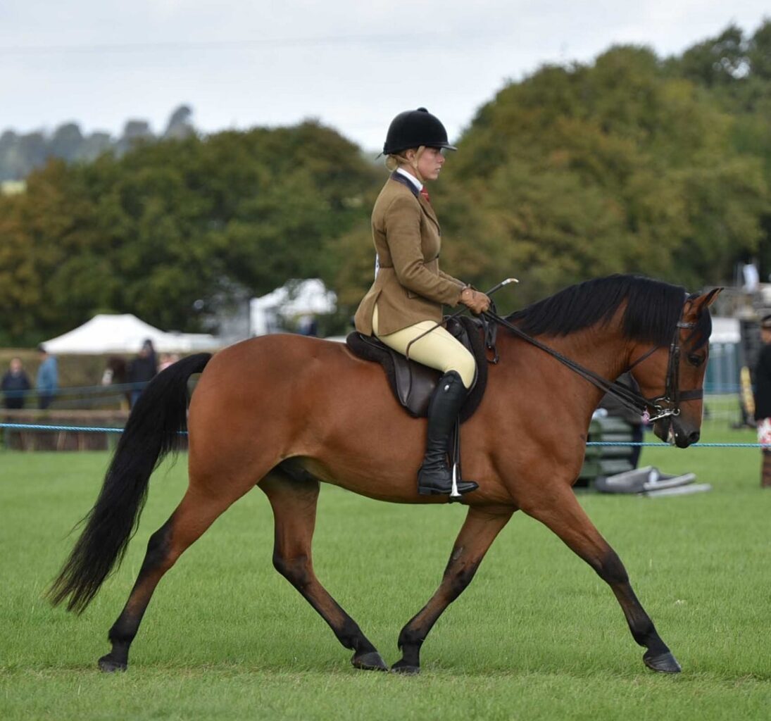 Success at Frome Agricultural & Cheese Show... - New Forest Pony ...
