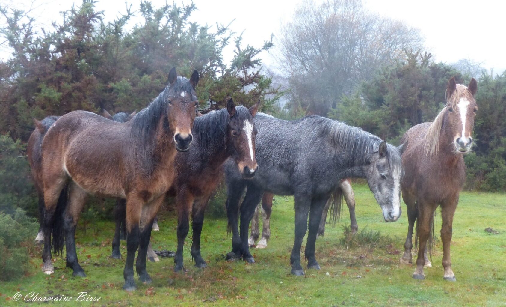 Final reminder, Forest Fed competition... - New Forest Pony & Cattle ...